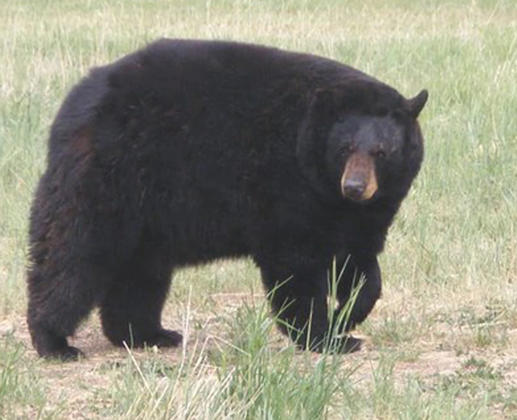 CppCon 2023 Field Trip: The Wild Animal Sanctuary | CppCon